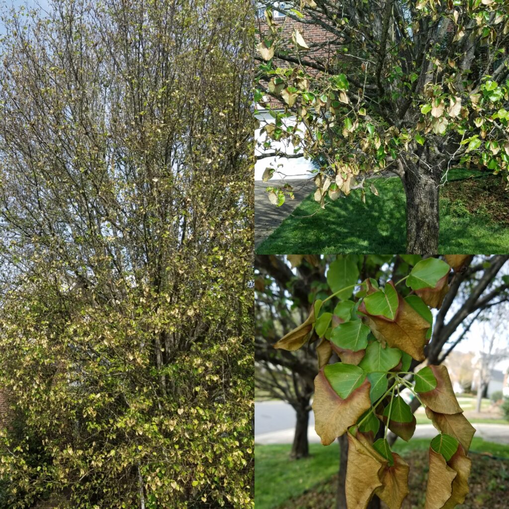 Cold Damaged Plants - Heartwood Tree Care