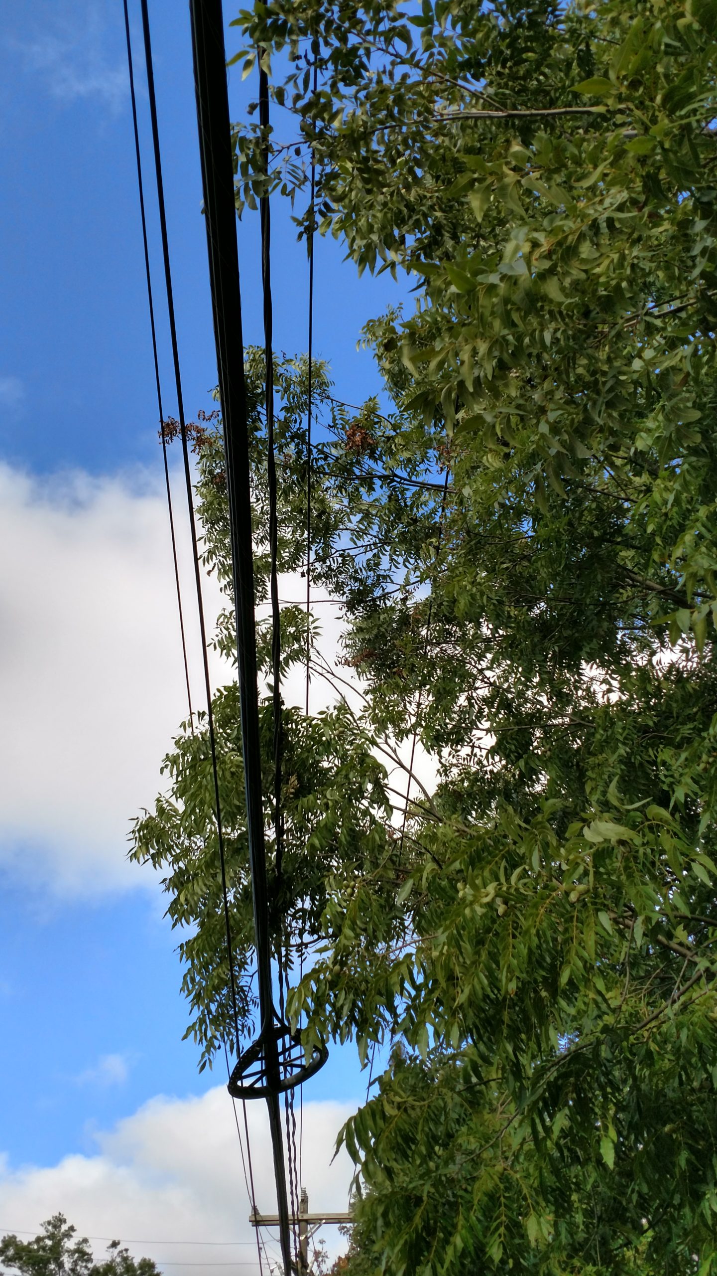 Trees and Overhead Lines - Heartwood Tree Care