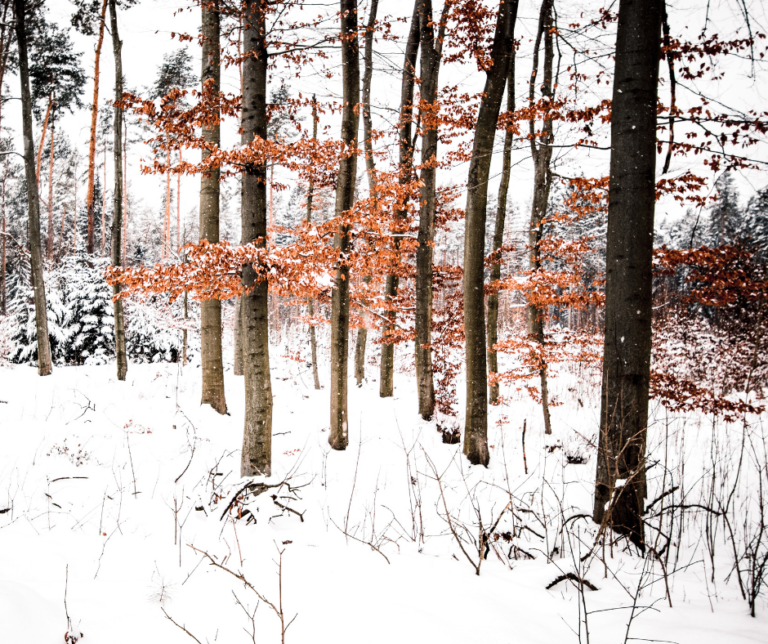Life of trees in winter understanding dormancy | Hearwood