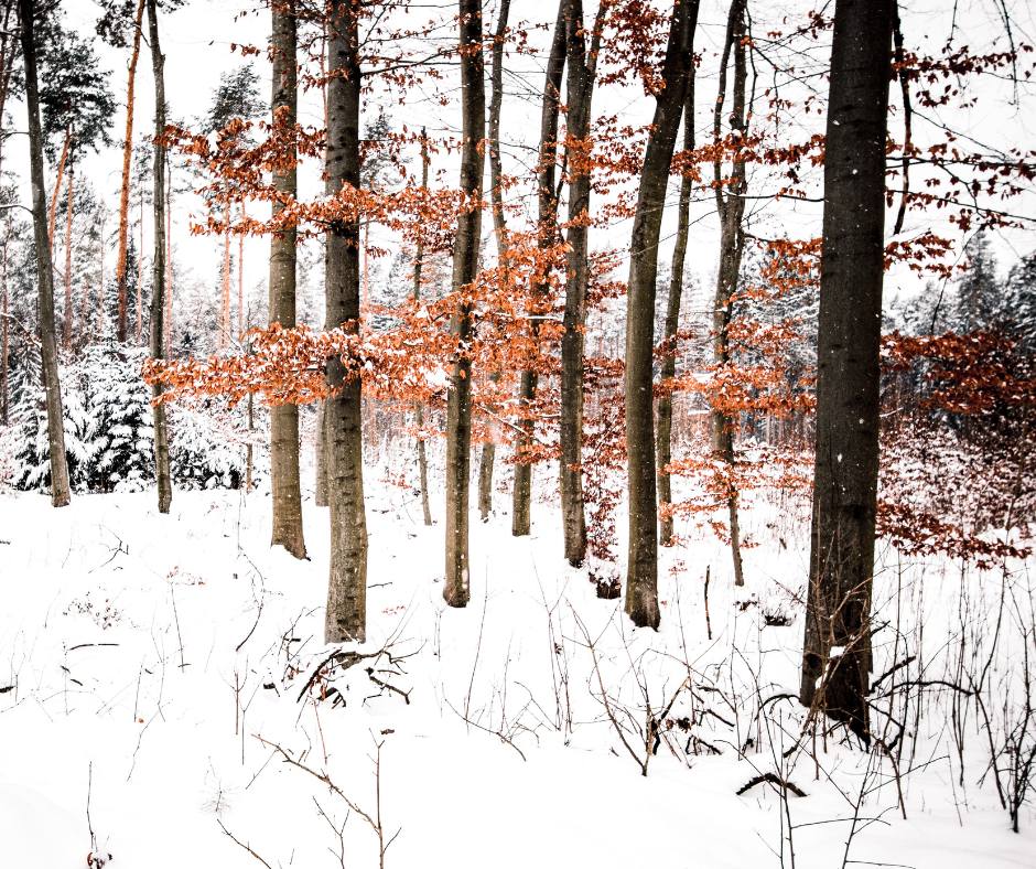 Life of trees in winter understanding dormancy | Hearwood