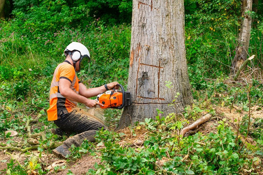 Guide to Tree Removal: DIY vs. Hire an Arborist | Heartwood Tree Care